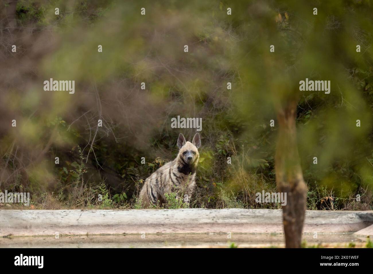wild Striped hyena head on with eye contact near waterhole in natural ...