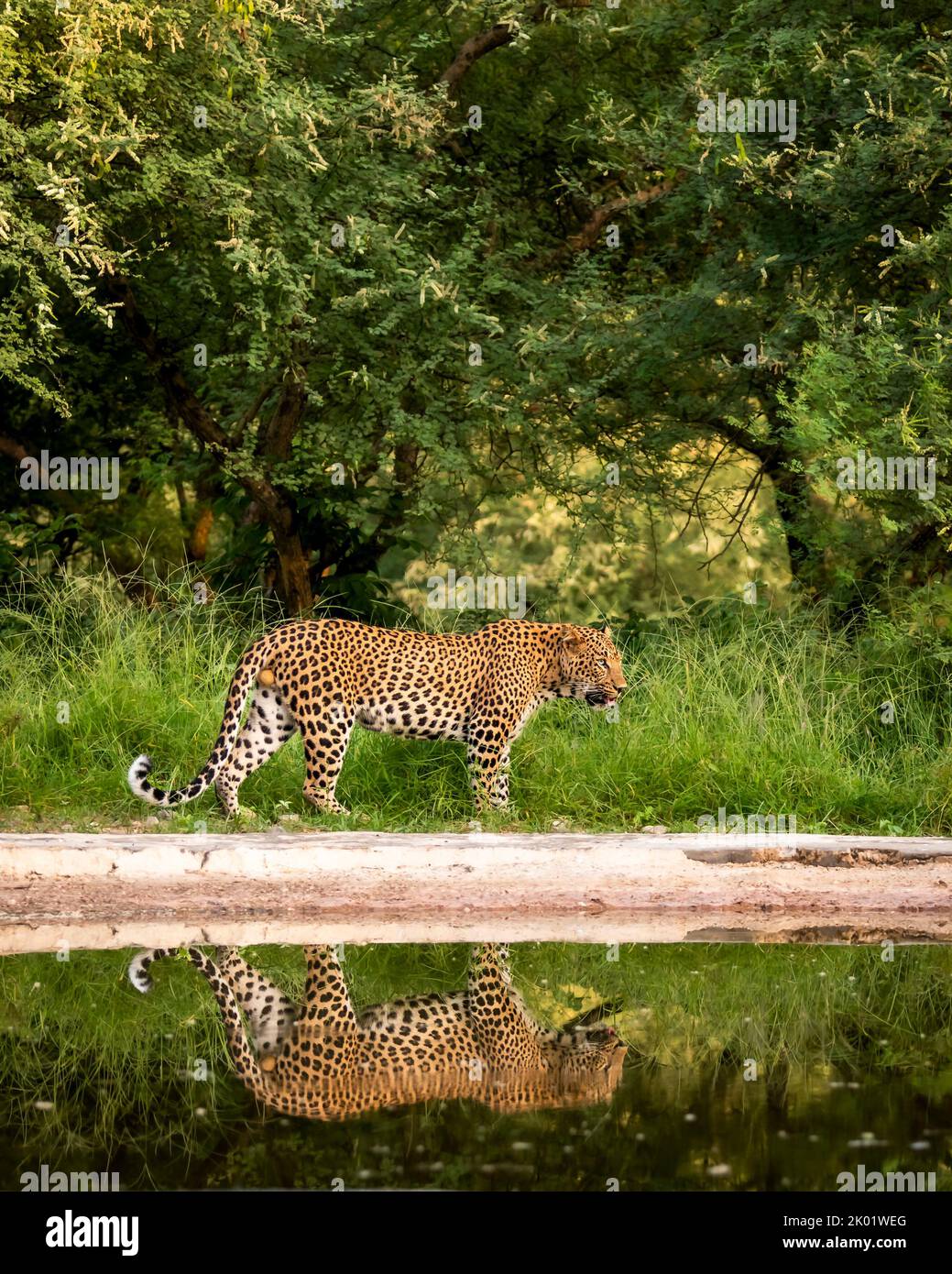 Indian wild male leopard or panther walking with reflection at ...