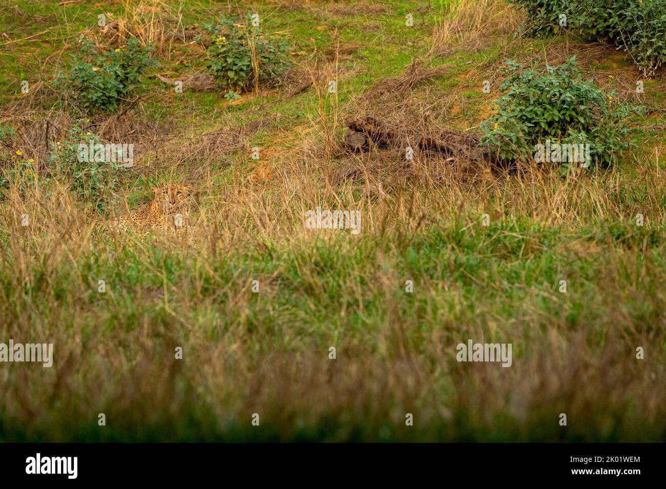 Indian wild male leopard or panther or panthera pardus fusca camouflage ...