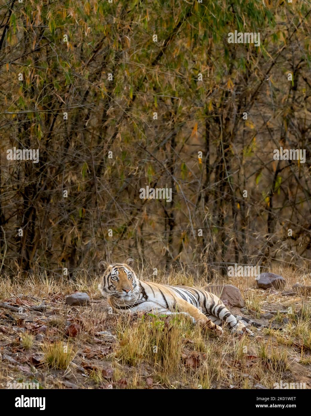 alert Indian wild male bengal tiger or panthera tigris tigris resting ...