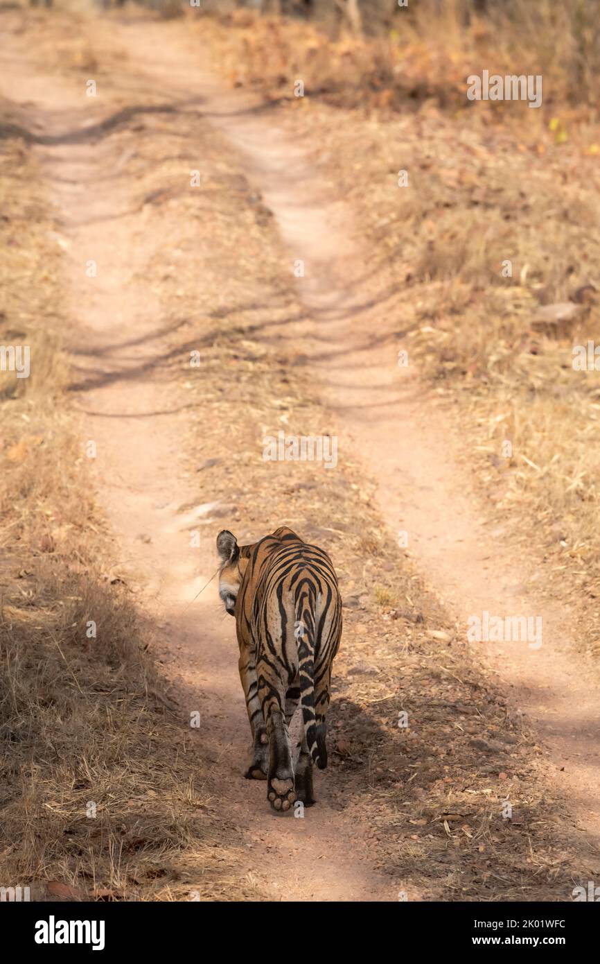 back profile or view of Indian wild female bengal tiger or panthera ...