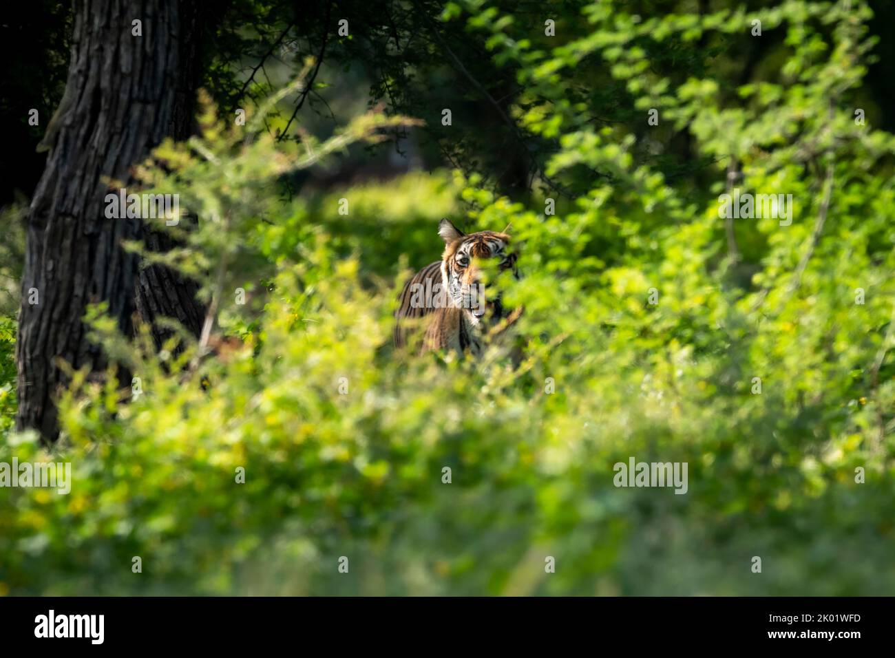 shy wild bengal female tiger or panthera tigris tigris hiding her face ...
