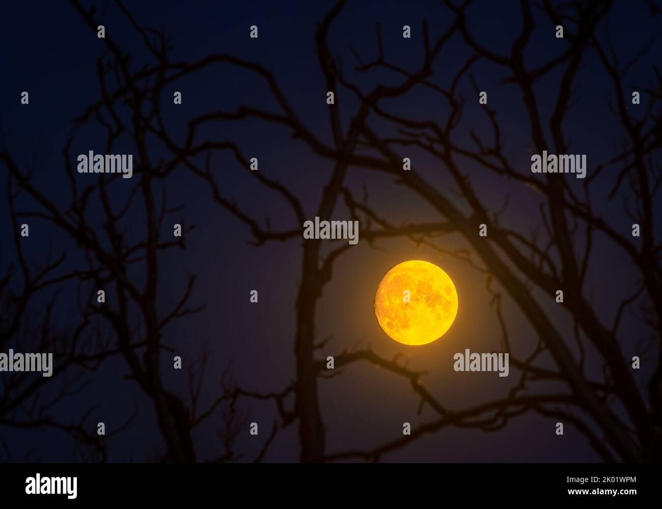 Close up branches night during hi-res stock photography and images - Alamy