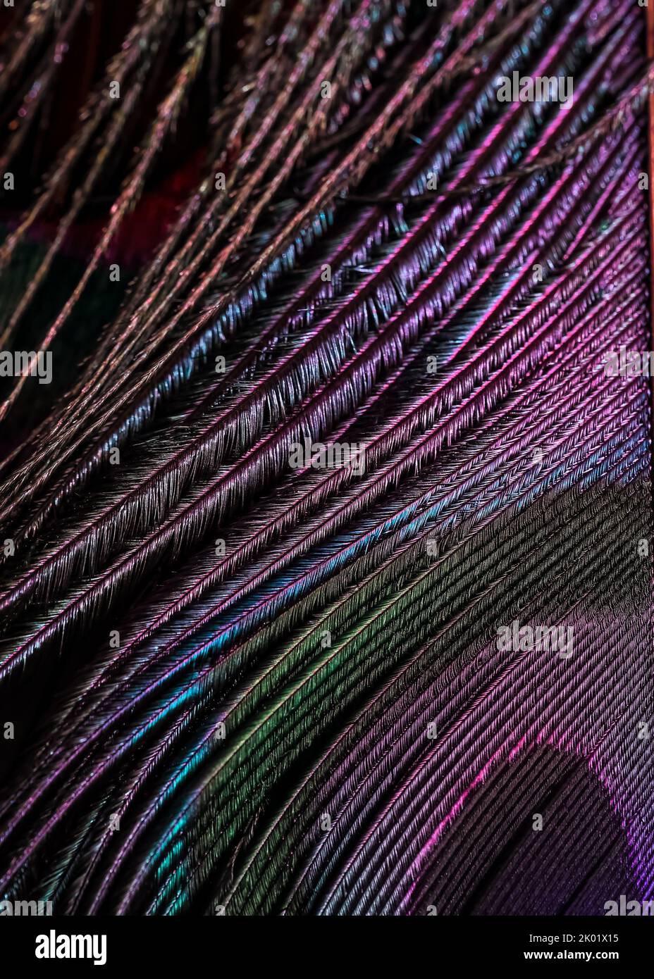 Colorful plumage patterns hi-res stock photography and images - Alamy