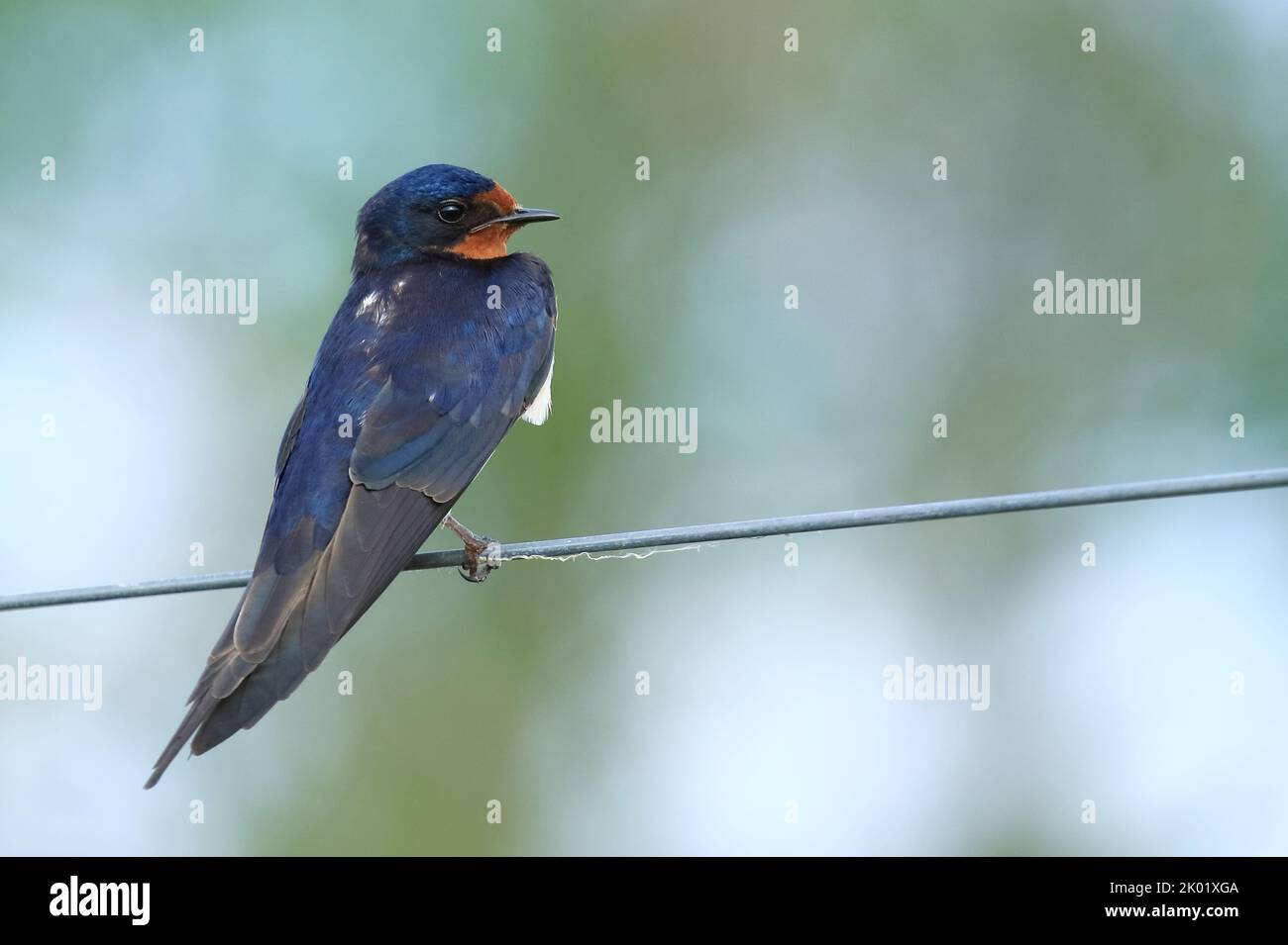 Barn swallow (Hirundo rustica) resting on the wire during fall ...