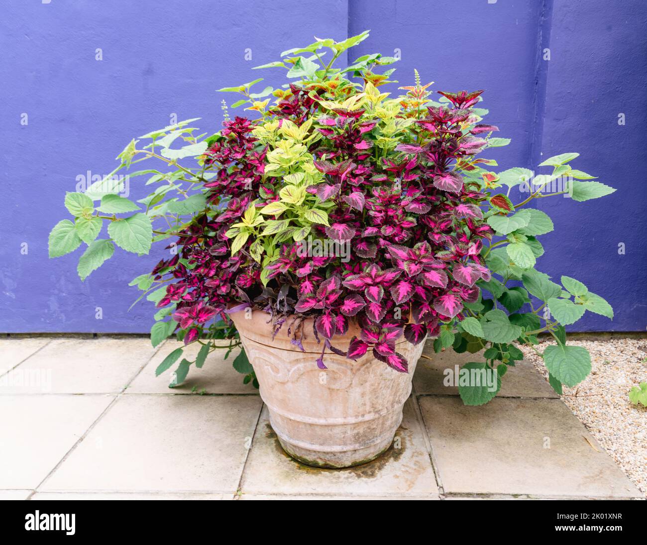 Coleus plants hi-res stock photography and images - Alamy
