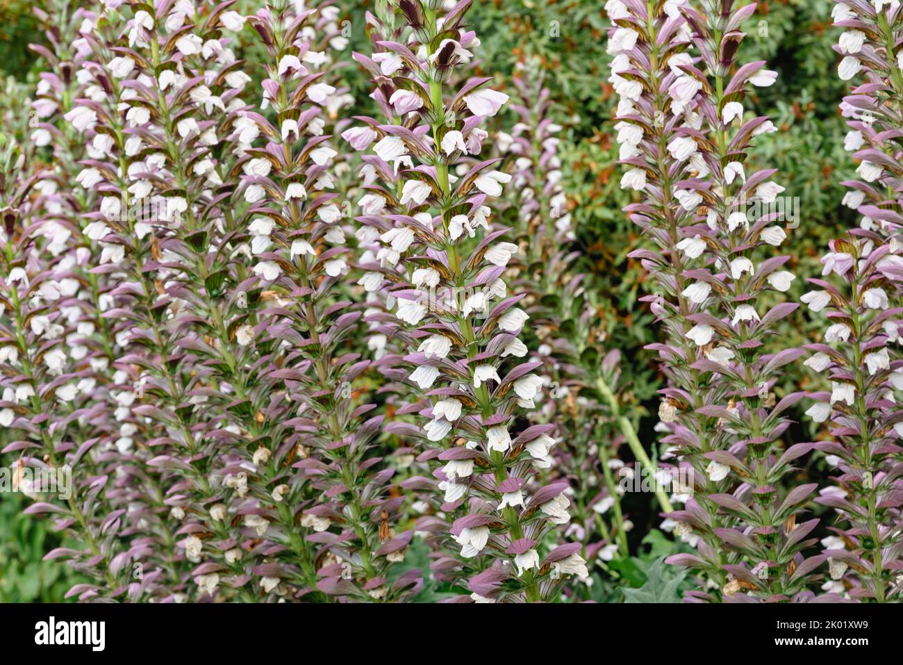 Acanthus mollis bears breeches hi-res stock photography and images - Alamy