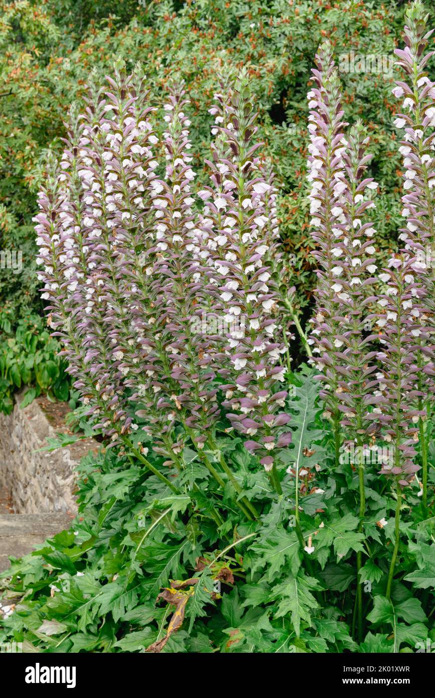 Acanthus mollis bear's breeches hi-res stock photography and images - Alamy