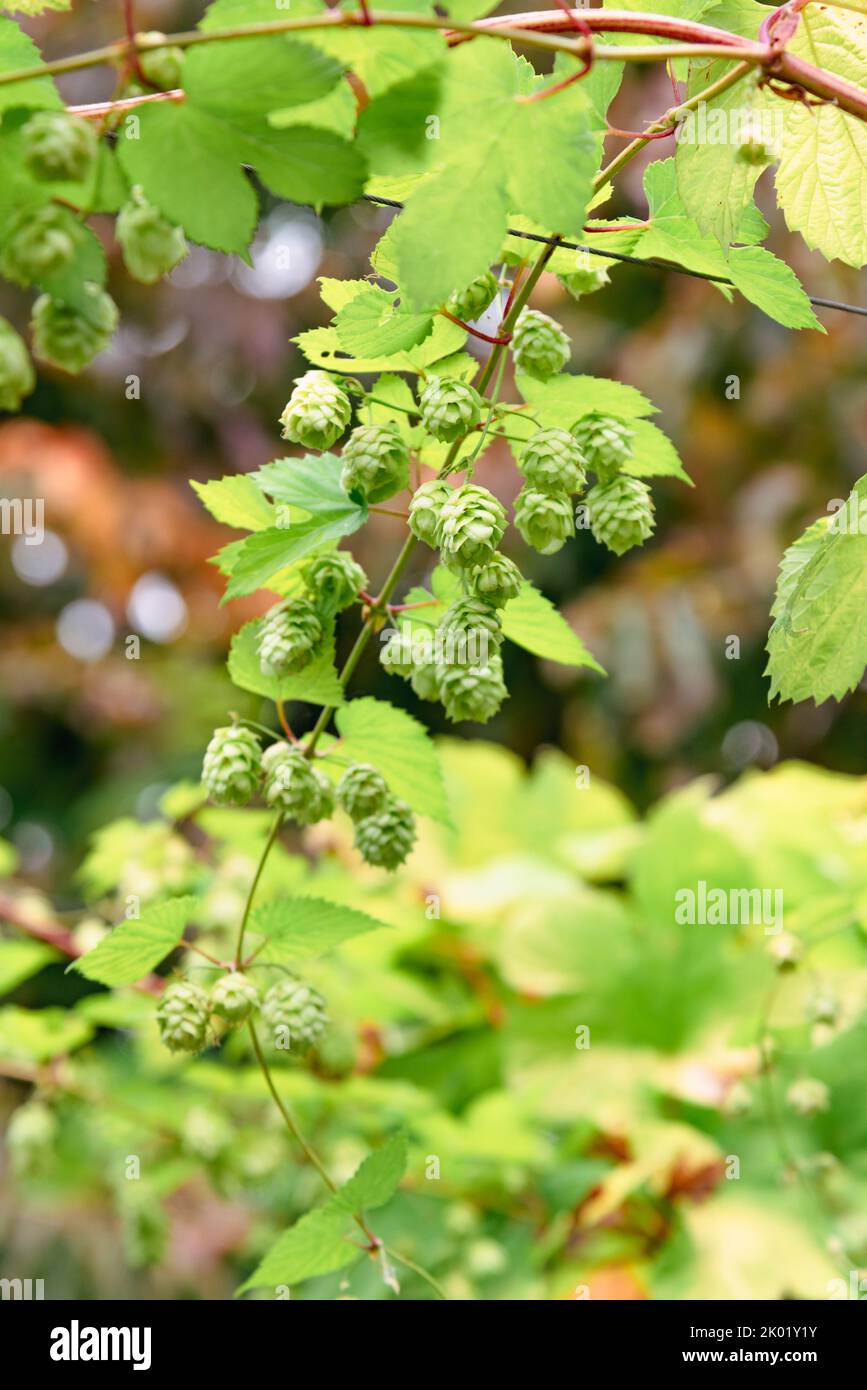 Hops, humulus lupus, on a plant Stock Photo - Alamy
