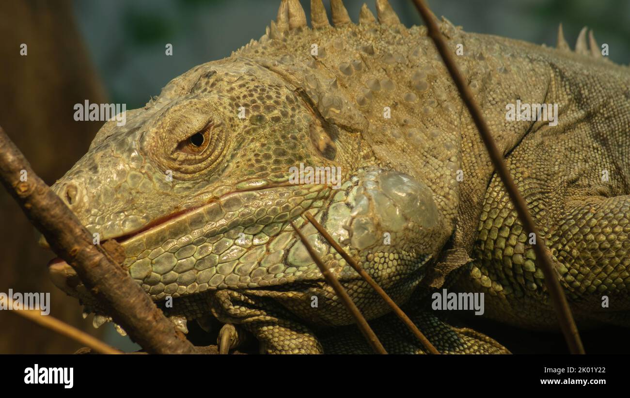 A closeup shot of a green giant iguana's head with blurred background ...