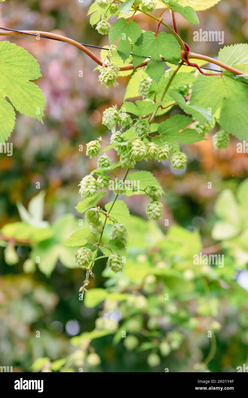 Hops, humulus lupus, on a plant Stock Photo - Alamy