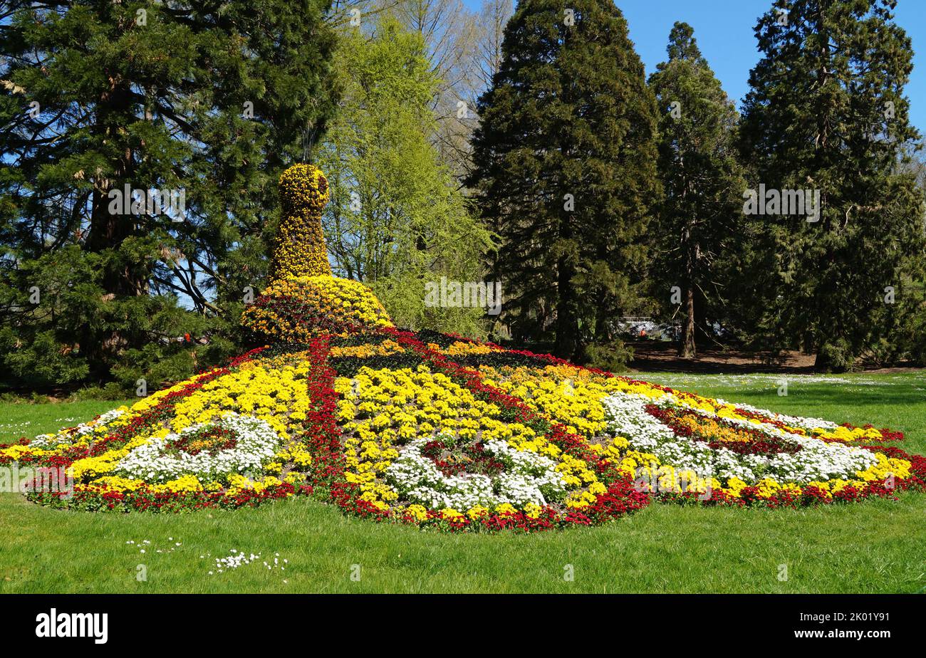 a beautiful peacock made of colorful and bright spring flowers (flower ...