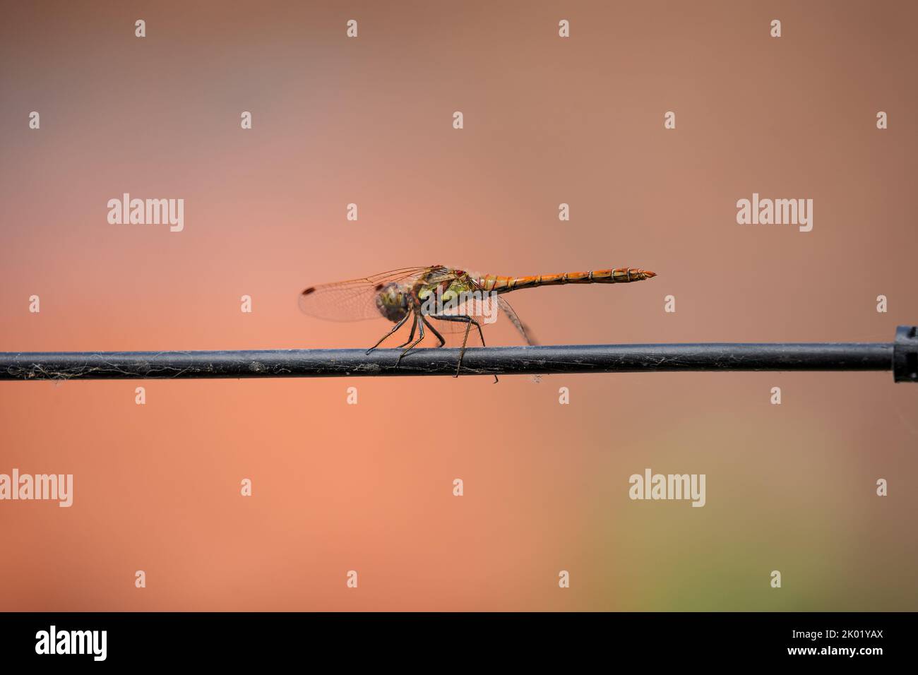 A closeup of Dragonfly on thin horizontal metal pole on blur colorful ...