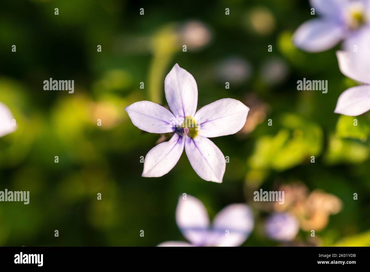 Blue star creeper hi-res stock photography and images - Alamy