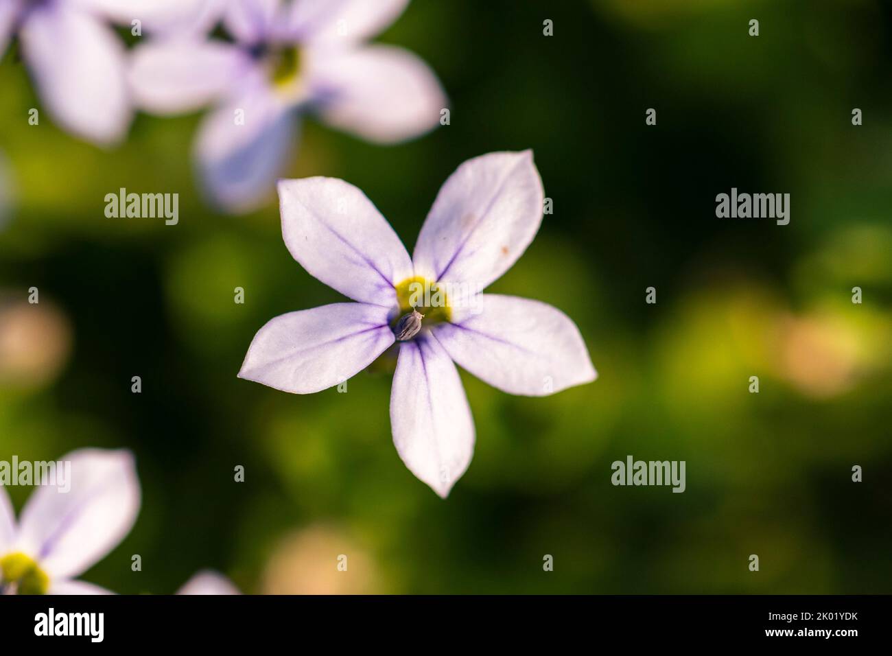 Blue star creeper hi-res stock photography and images - Alamy