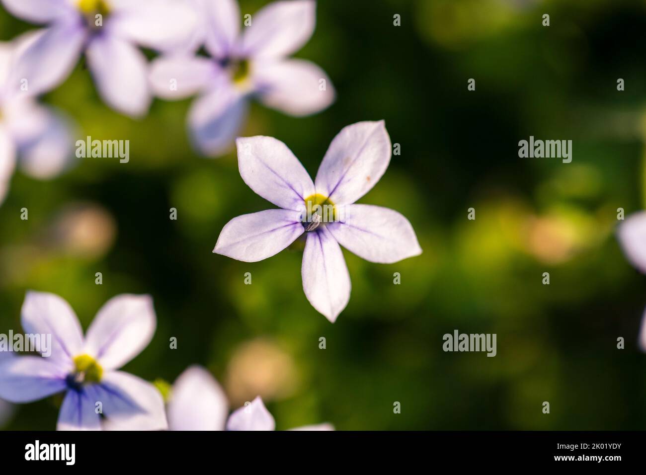 Blue star creeper hi-res stock photography and images - Alamy