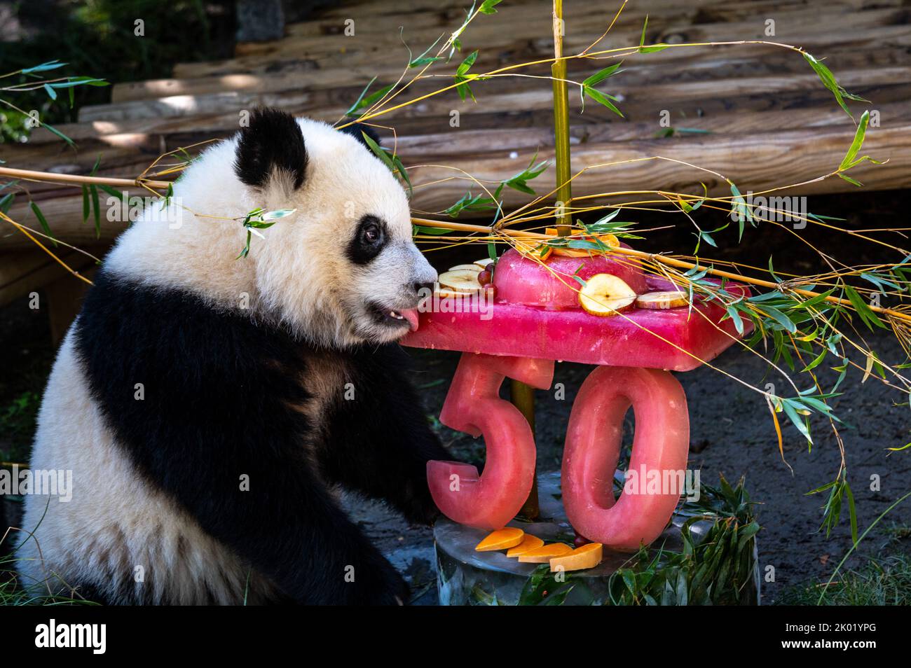 Madrid, Spain. 09th Sep, 2022. A panda trying to eat an iced cake with ...