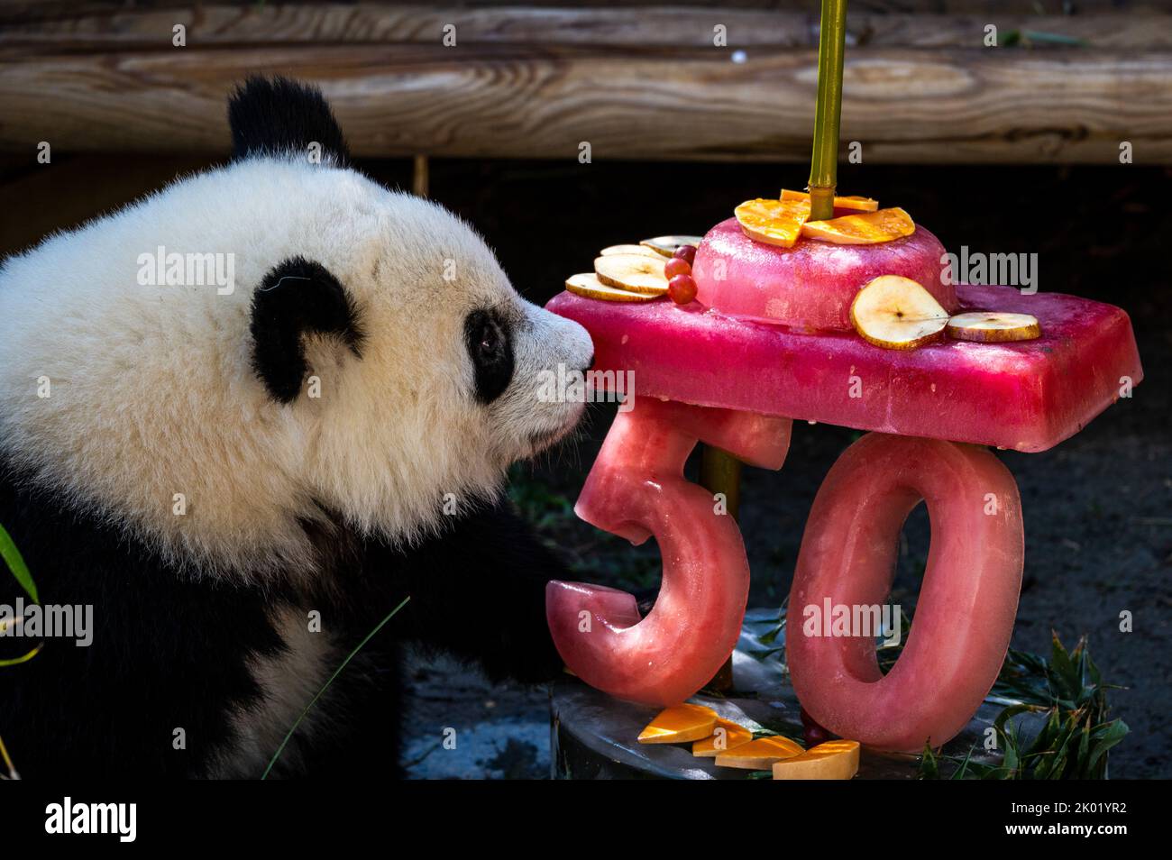 Madrid, Spain. 09th Sep, 2022. A panda approaches an iced cake with ...
