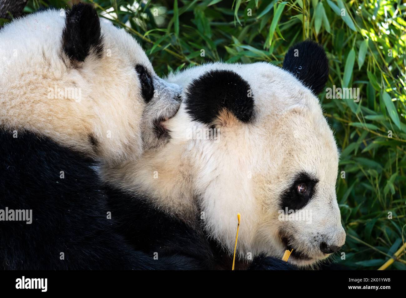 Male and female panda bamboo hi-res stock photography and images - Alamy