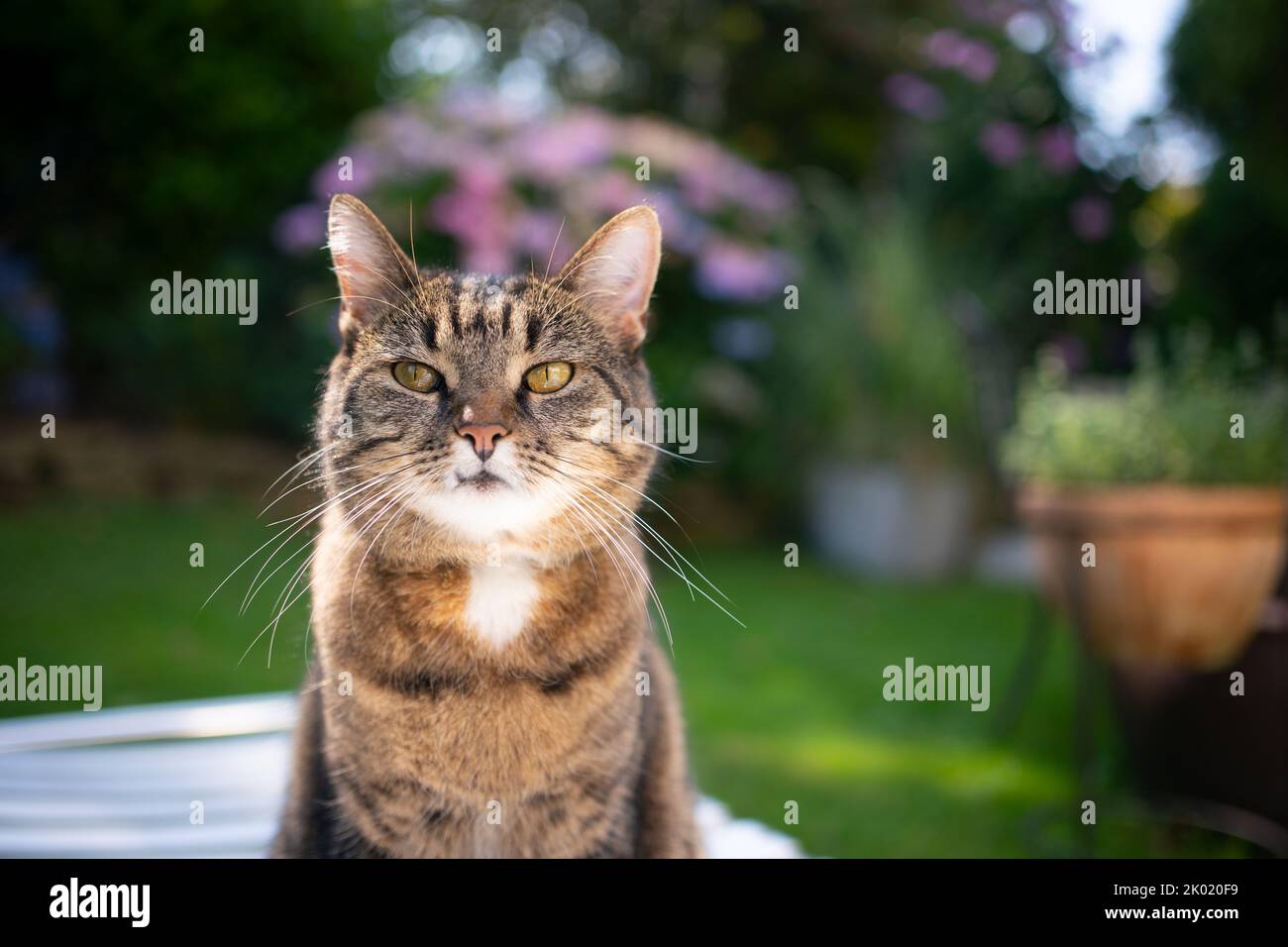 tabby cat portrait outdoors in sunny backyard Stock Photo - Alamy