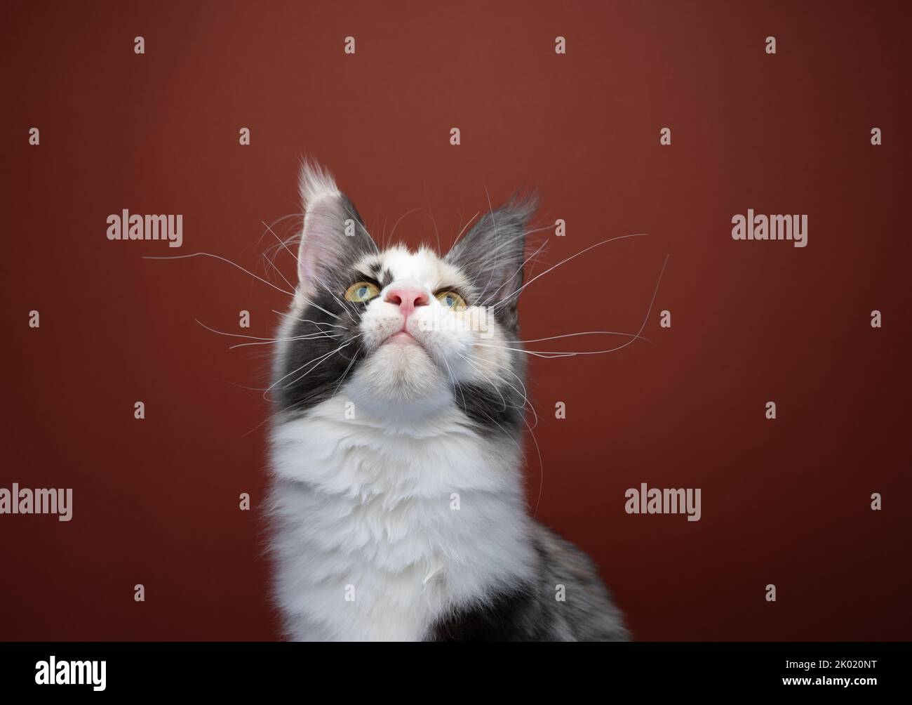 curious white tortie maine coon kitten looking up at copy space on red ...