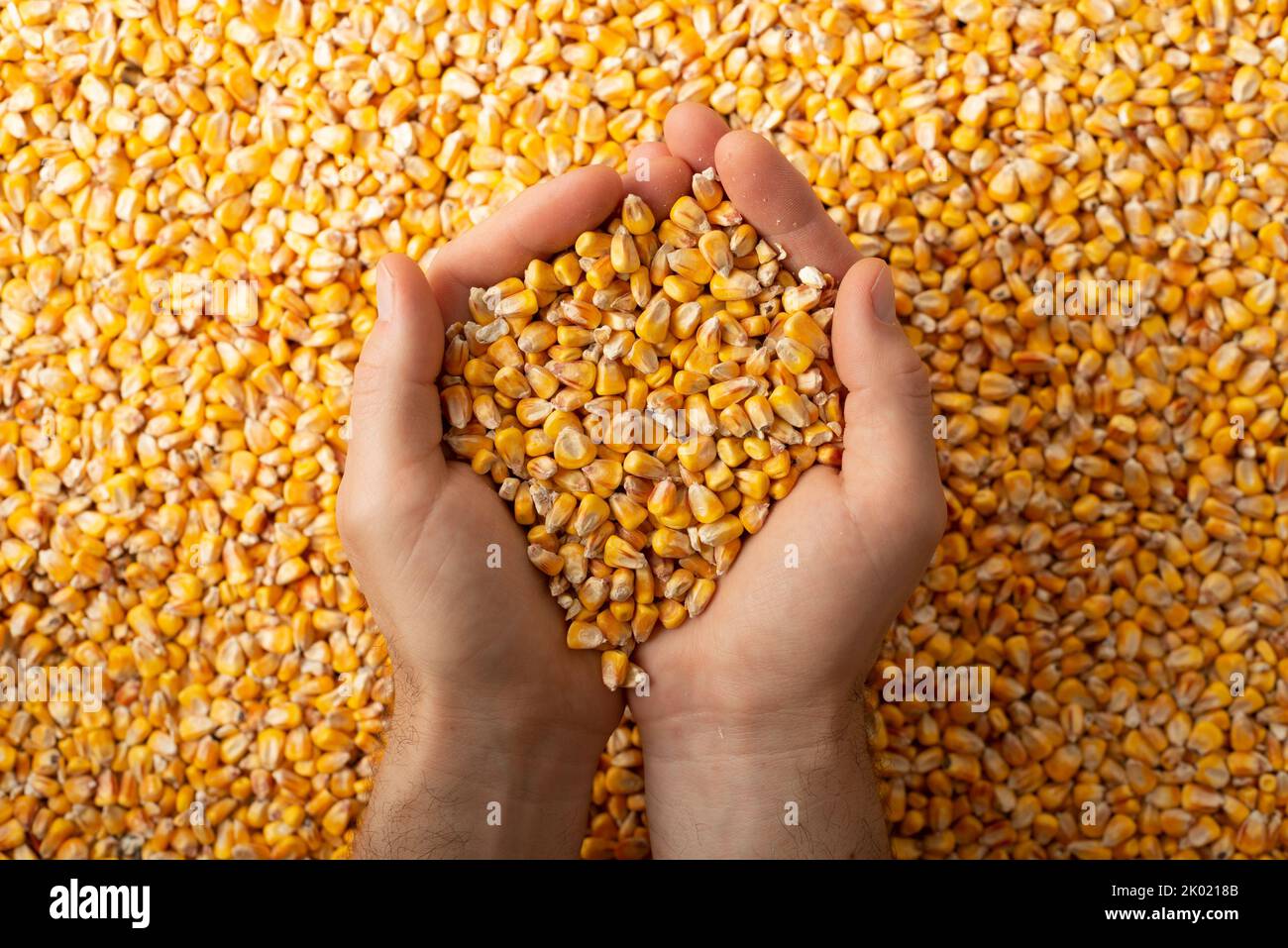 Human caucasian hands with maize corns over corn background Stock Photo ...