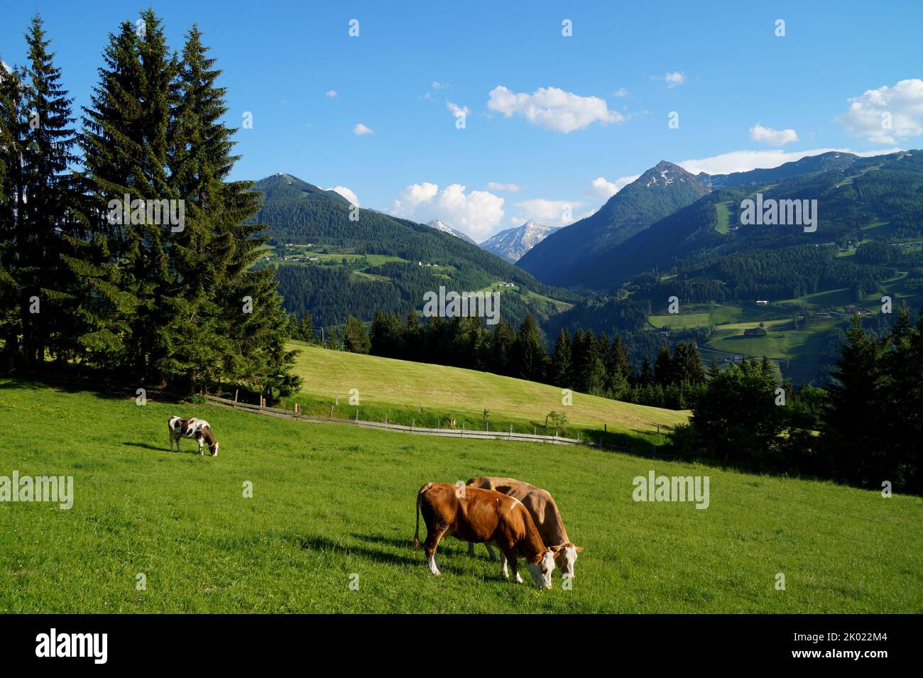 cows grazing in the Austrian Alps of the Schladming-Dachstein region ...