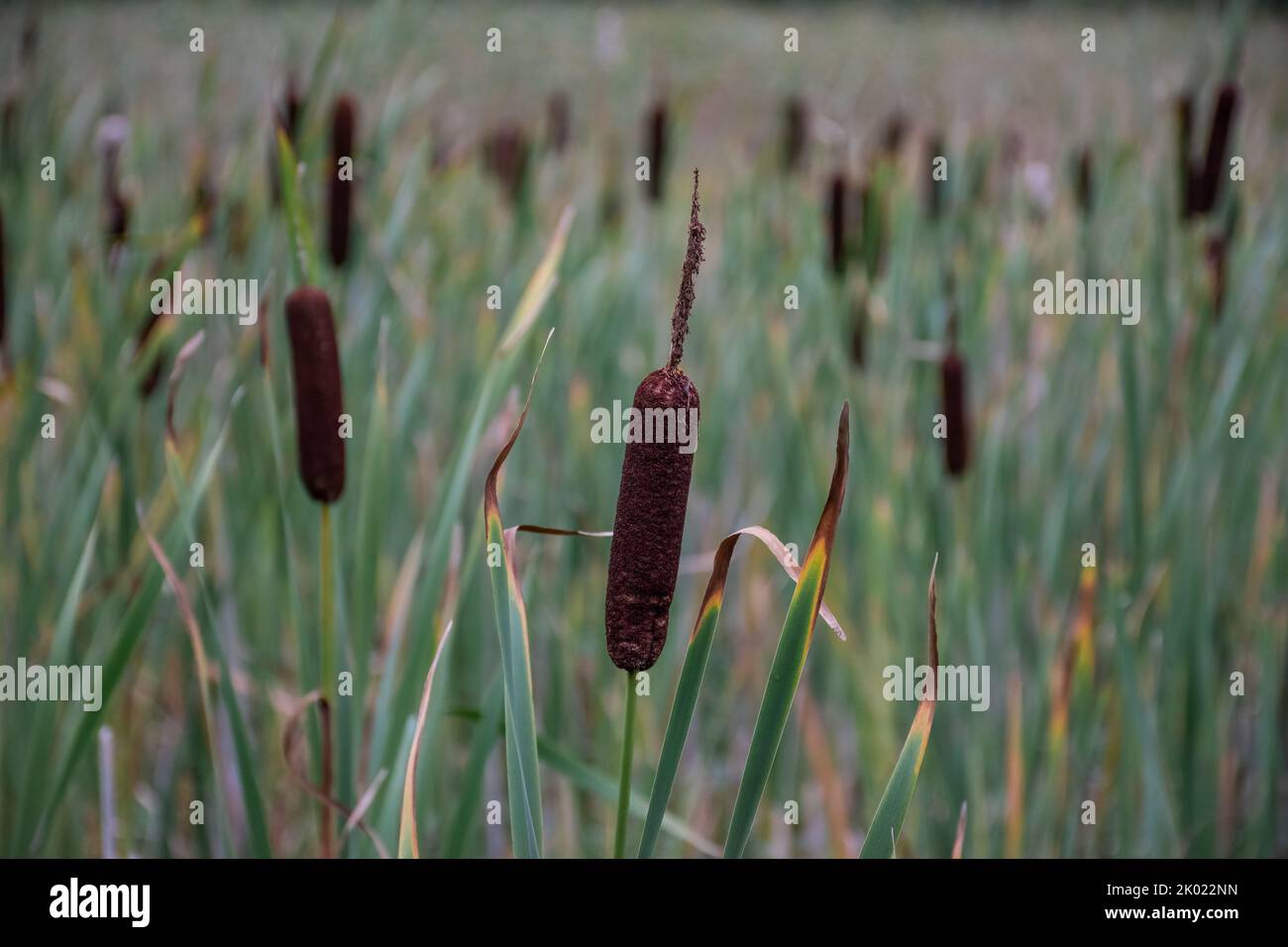 Close up of a Bulrush, aka. Cattail (Typha latifolia) in autumn Stock ...