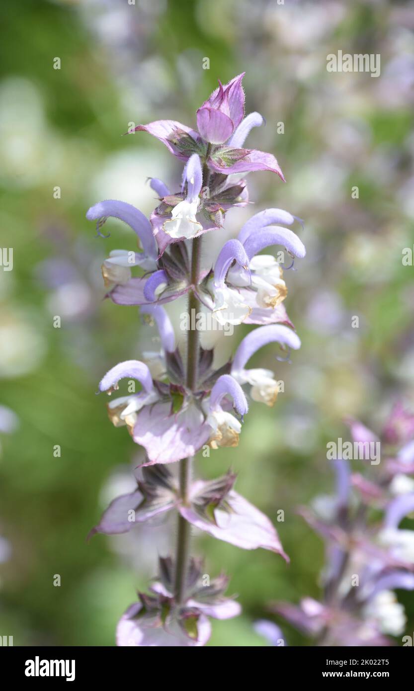 Flowering herbal clary sage plant in a garden in the summer Stock Photo ...