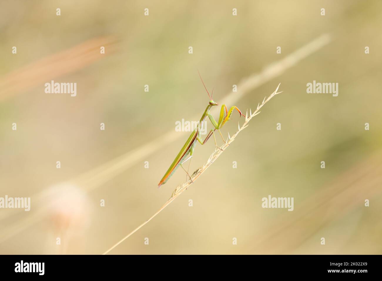 Grass mantis hi-res stock photography and images - Alamy