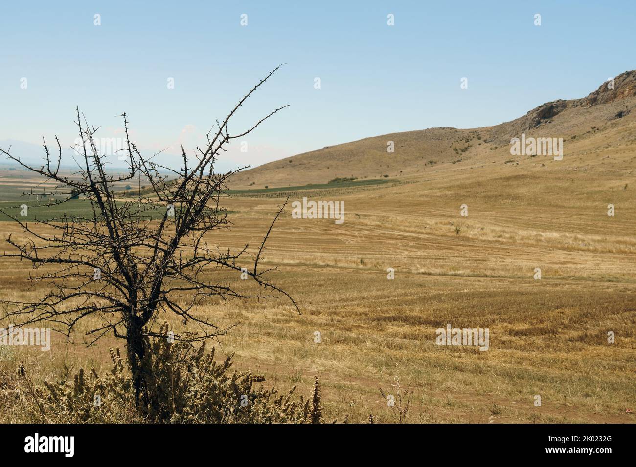 Scenery plant tree hi-res stock photography and images - Alamy