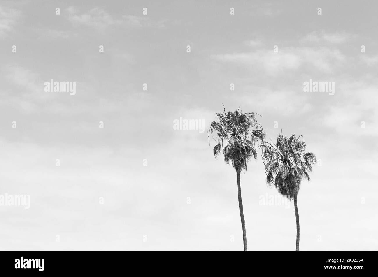 Two Palm trees on sky background with copy space, black and white ...