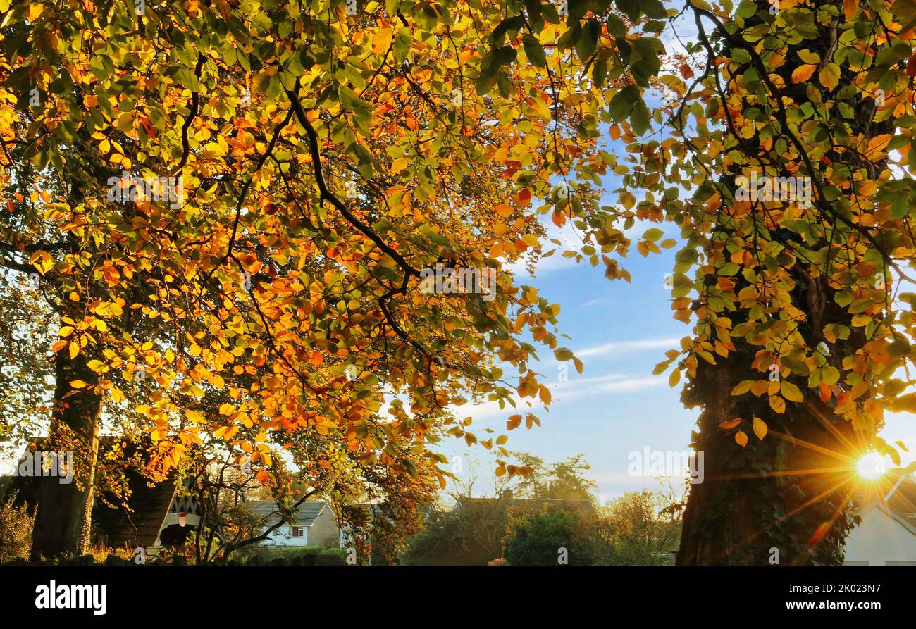 Trees with leaves in autumn colours backlit at sunrise Stock Photo - Alamy