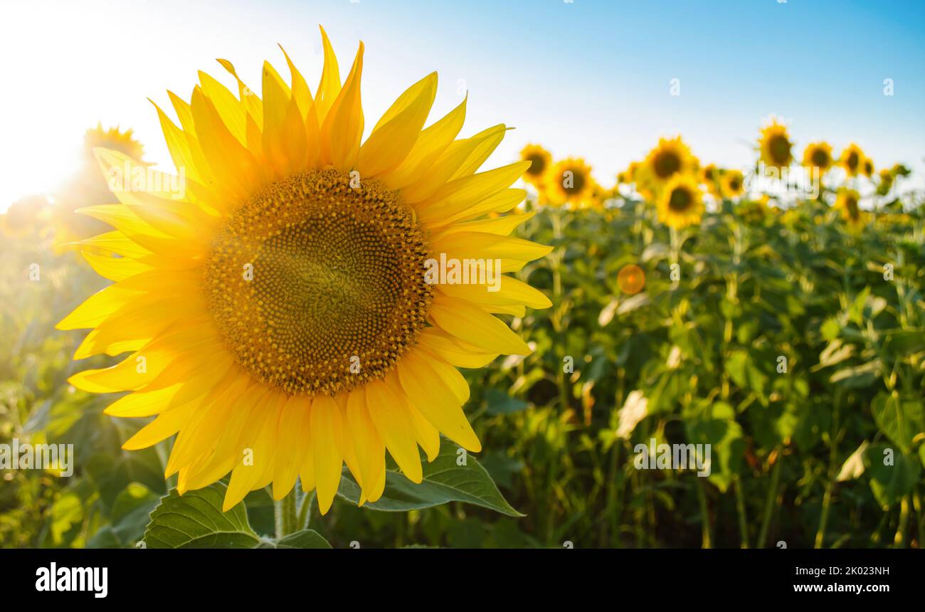Beautiful young sunflower growing in a field on a sunny day ...