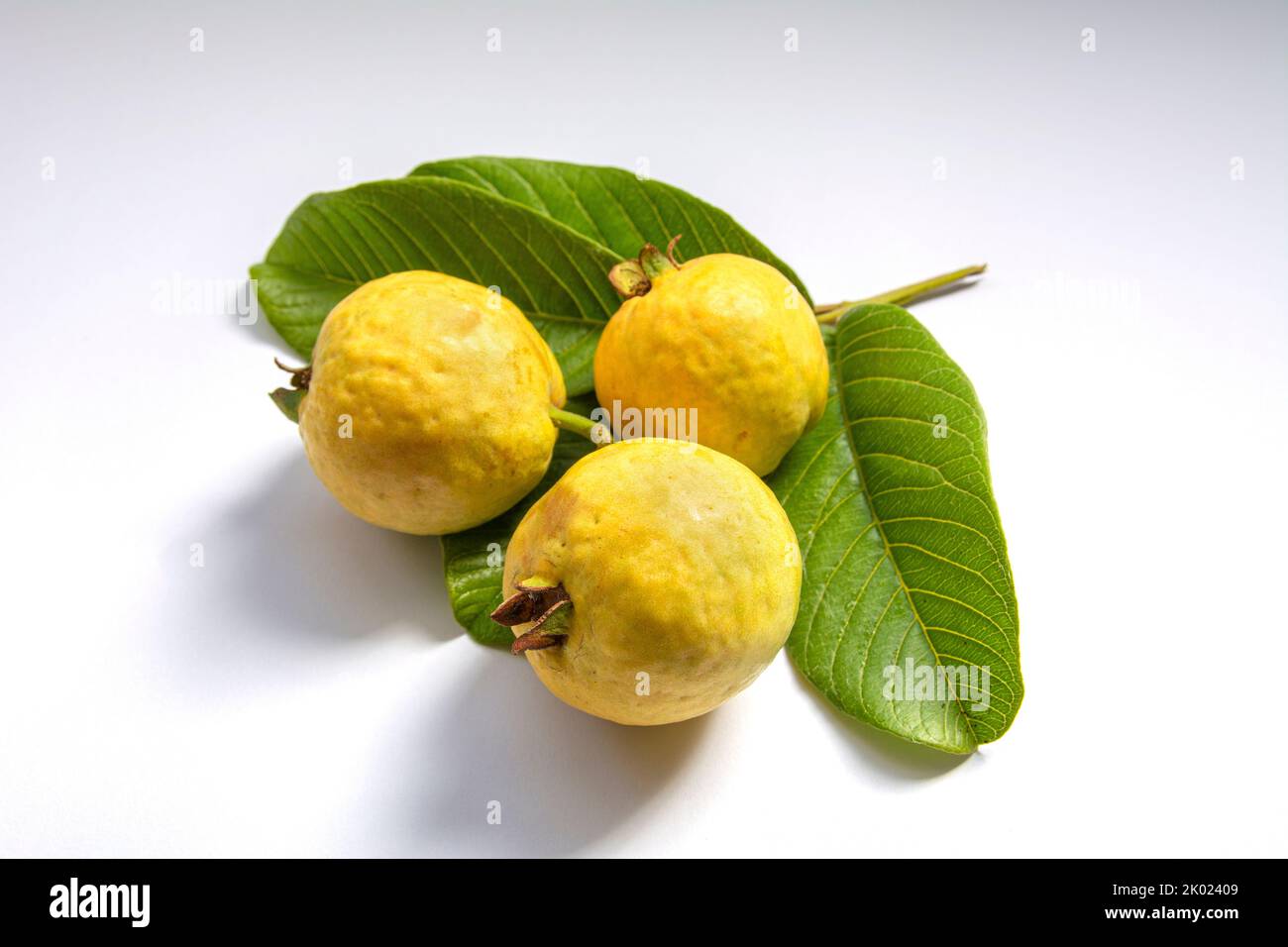 Ripe yellow fruits and leaves of guava on a white background. Beautiful ...