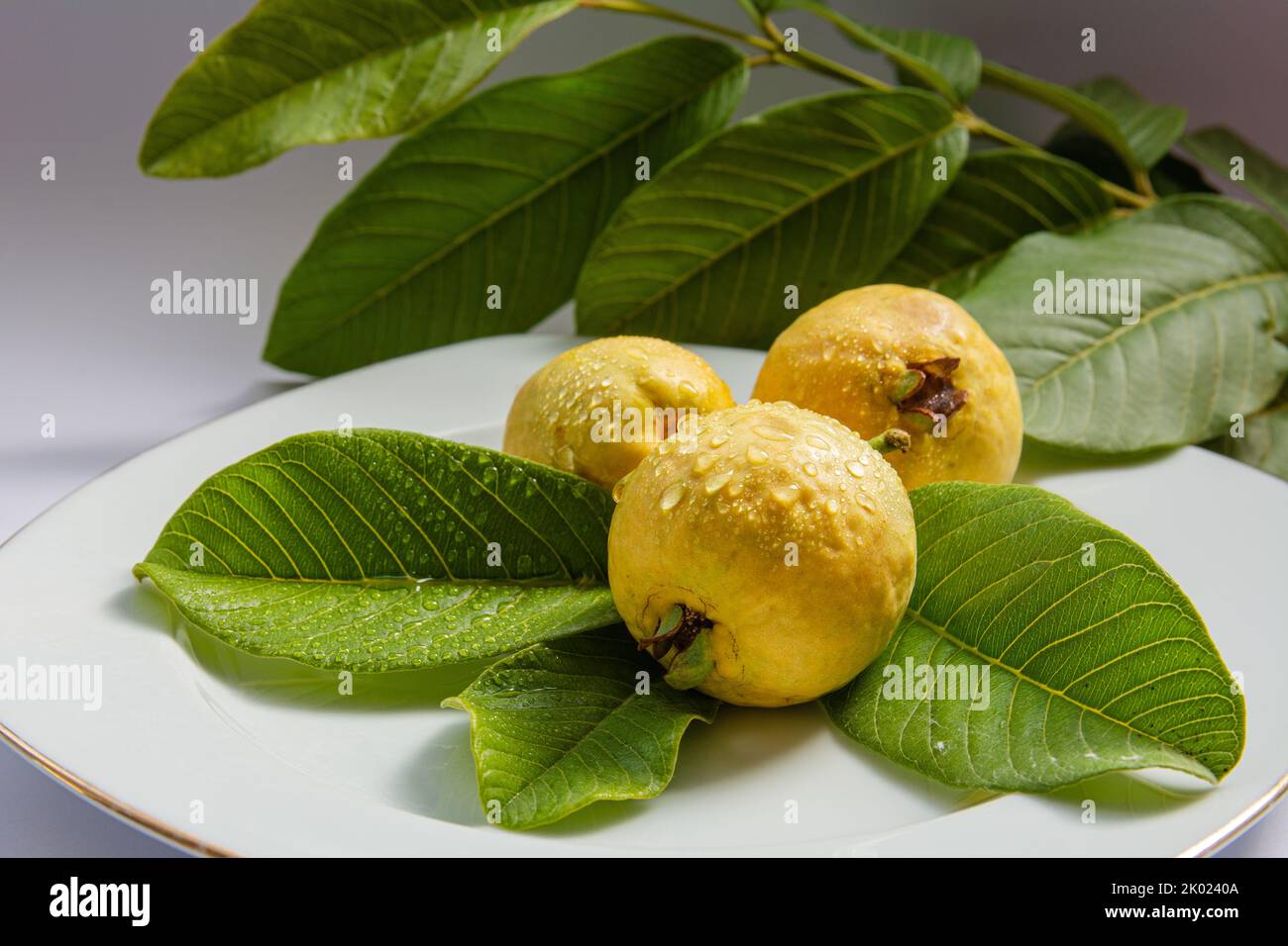 Ripe yellow fruits and leaves of guava on a white background. Beautiful ...