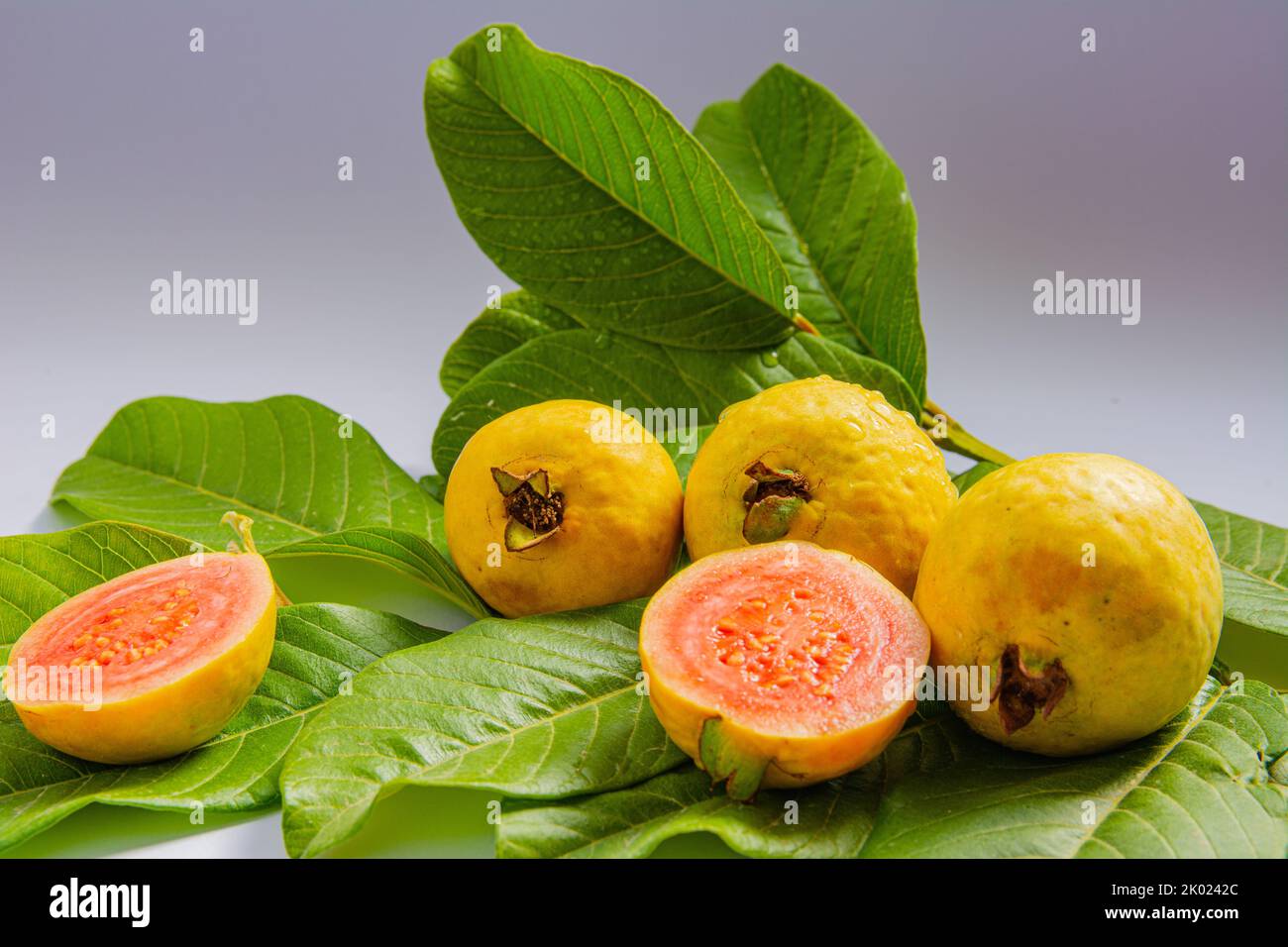 Ripe yellow fruits and leaves of guava on a white background. Beautiful ...