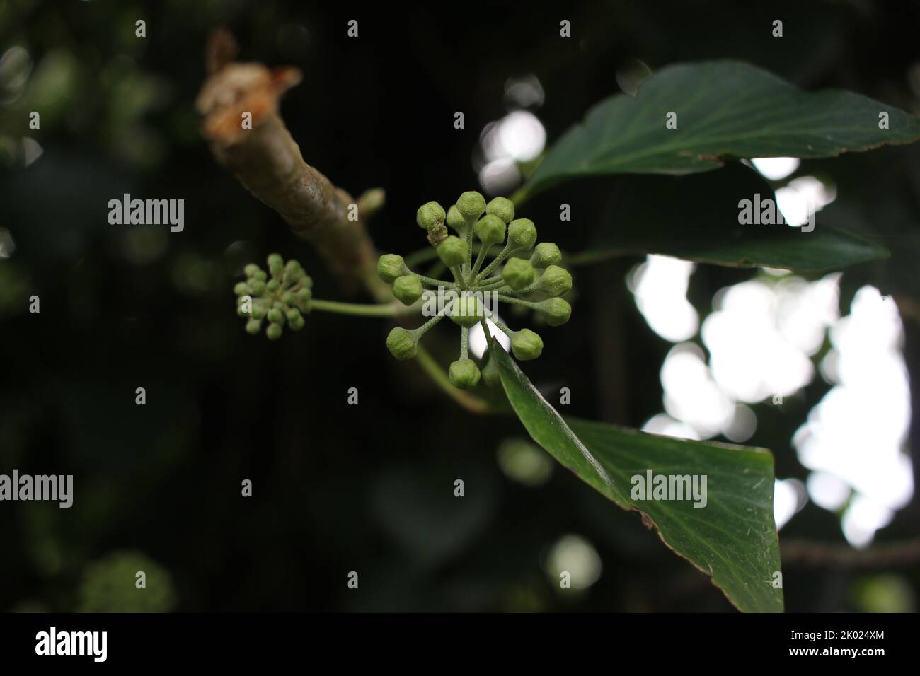 new shapes found in nature close to a river Stock Photo - Alamy