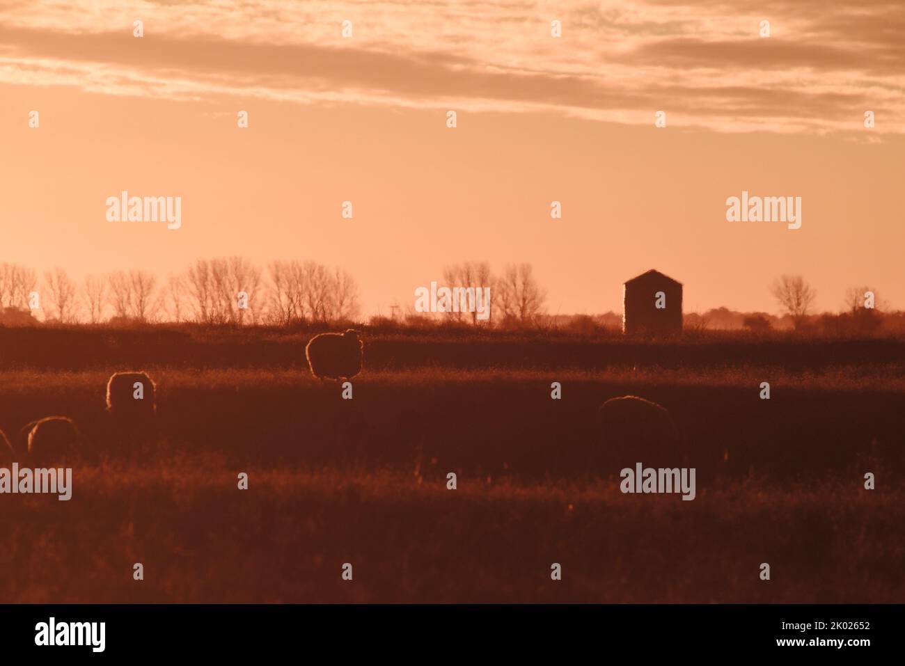Sheep in the field.Sheep cattle work.La Pampa Argentina Stock Photo - Alamy