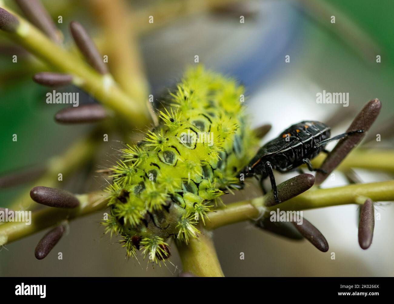 An Assassin Bug has pierced the skin of a Slug Moth Caterpillar and is ...