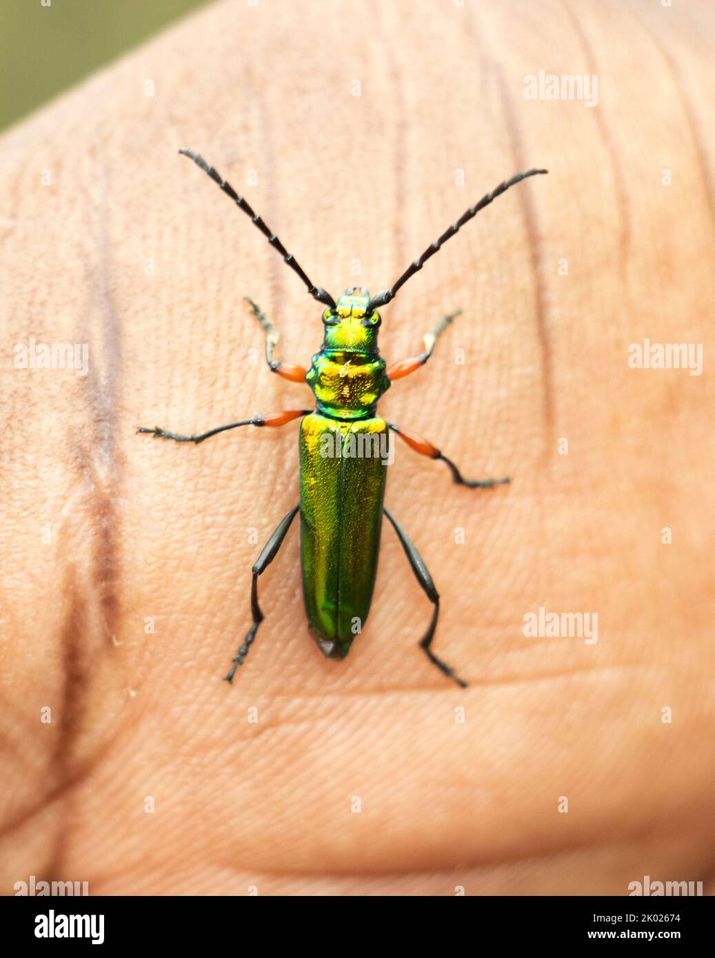 Grasshopper Carapace