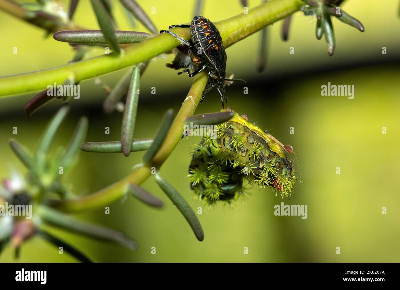 Labium major hi-res stock photography and images - Alamy