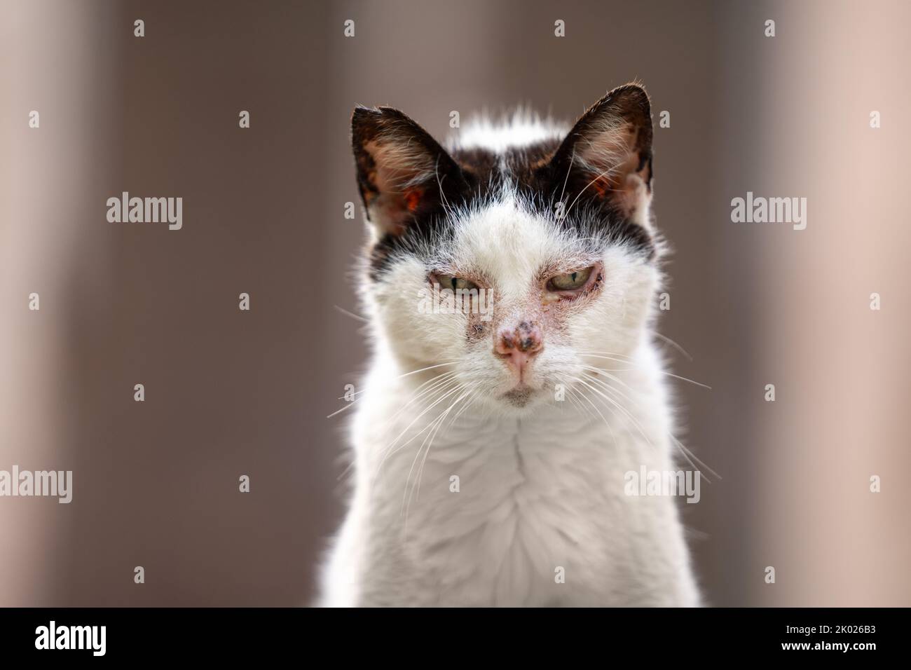 Sick stray hi-res stock photography and images - Alamy