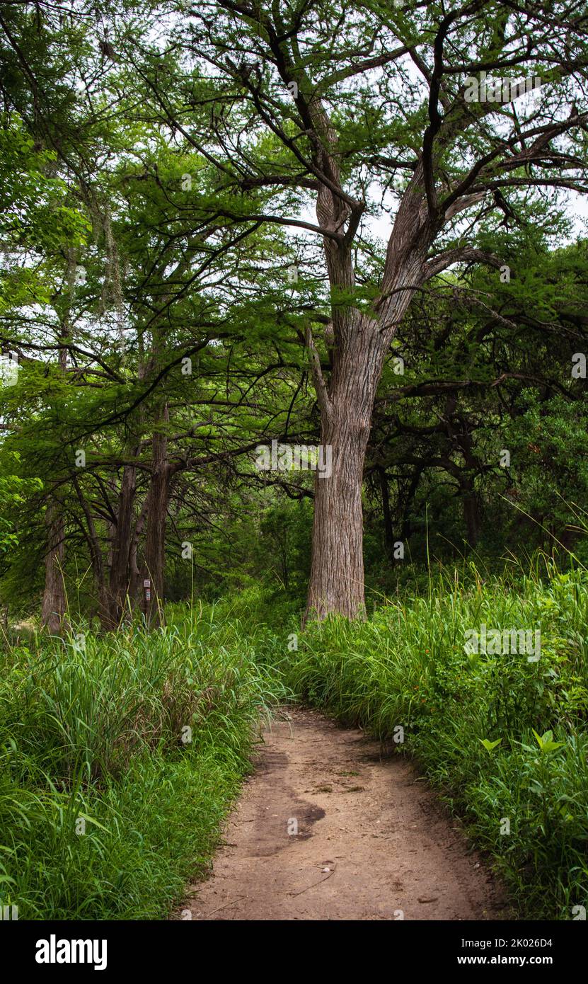 A path leading to a tall Cypress tree near a river bank Stock Photo - Alamy