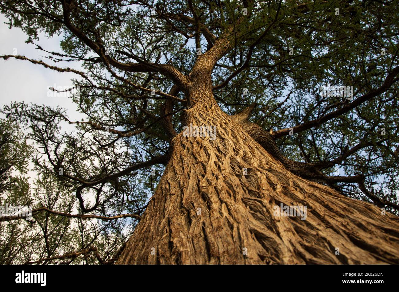 Texas cypress tree hi-res stock photography and images - Alamy