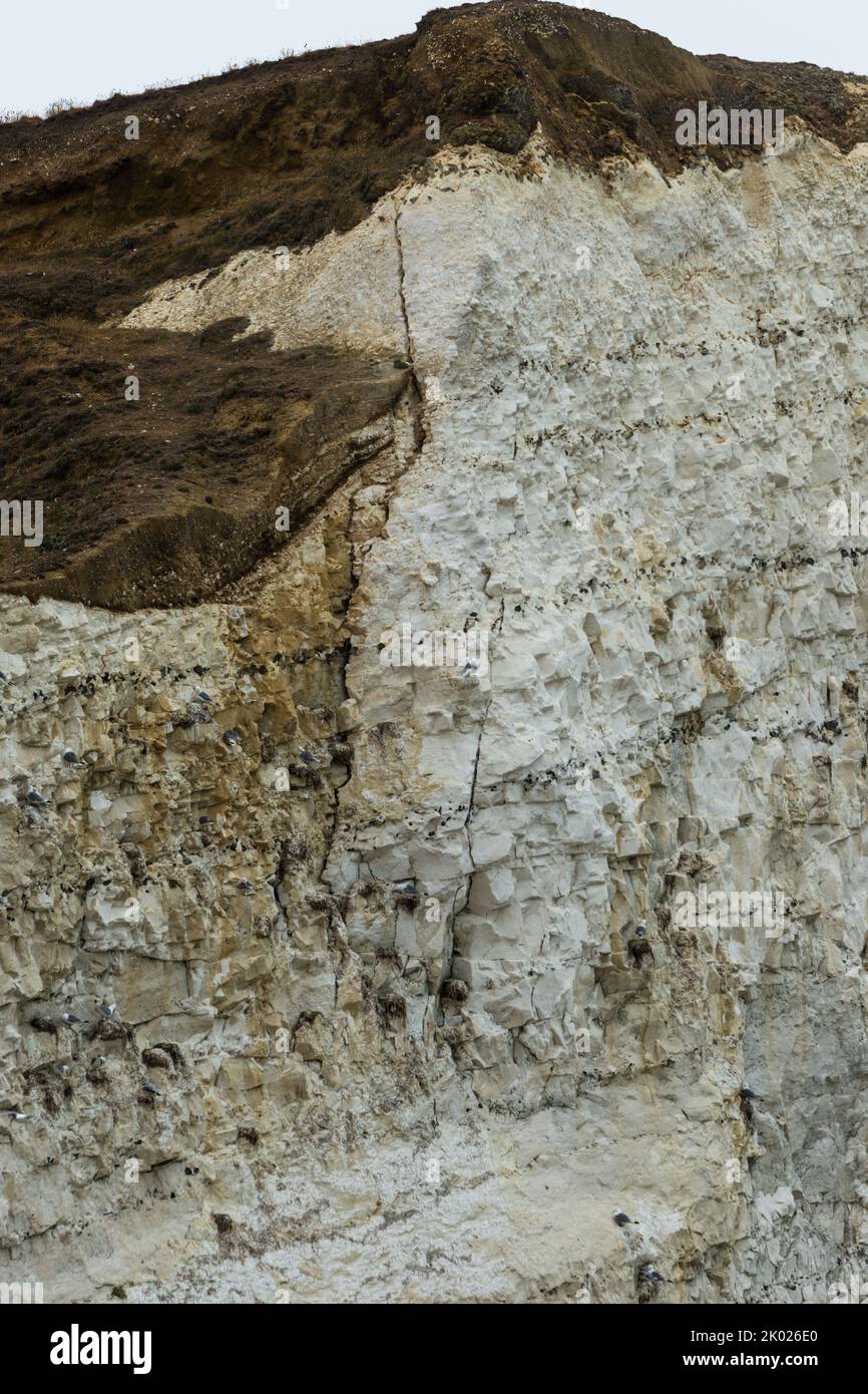 Chalk cliffs at Splash Point, Seaford, showing cracking due to effects ...