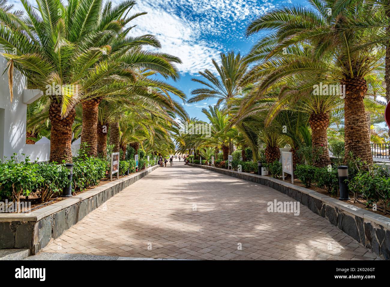 Beautiful park alley with green palm trees in the summer season on Gran ...