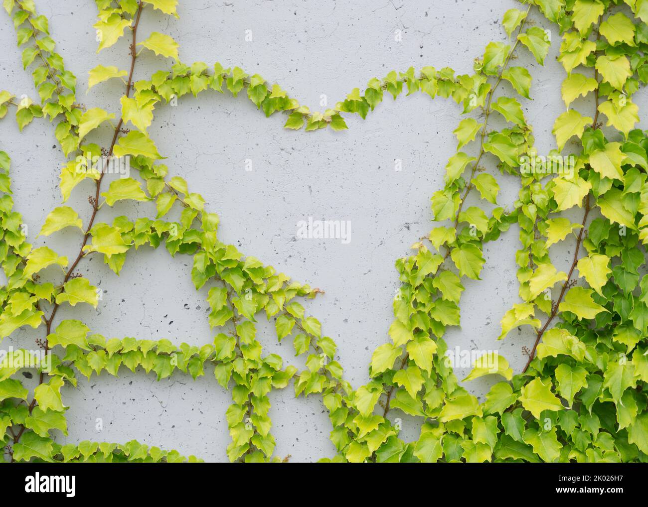 Green ivy on a gray stone wall hi-res stock photography and images - Alamy