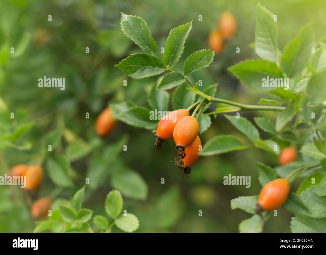 shrubs of rosehip in the wild Stock Photo - Alamy