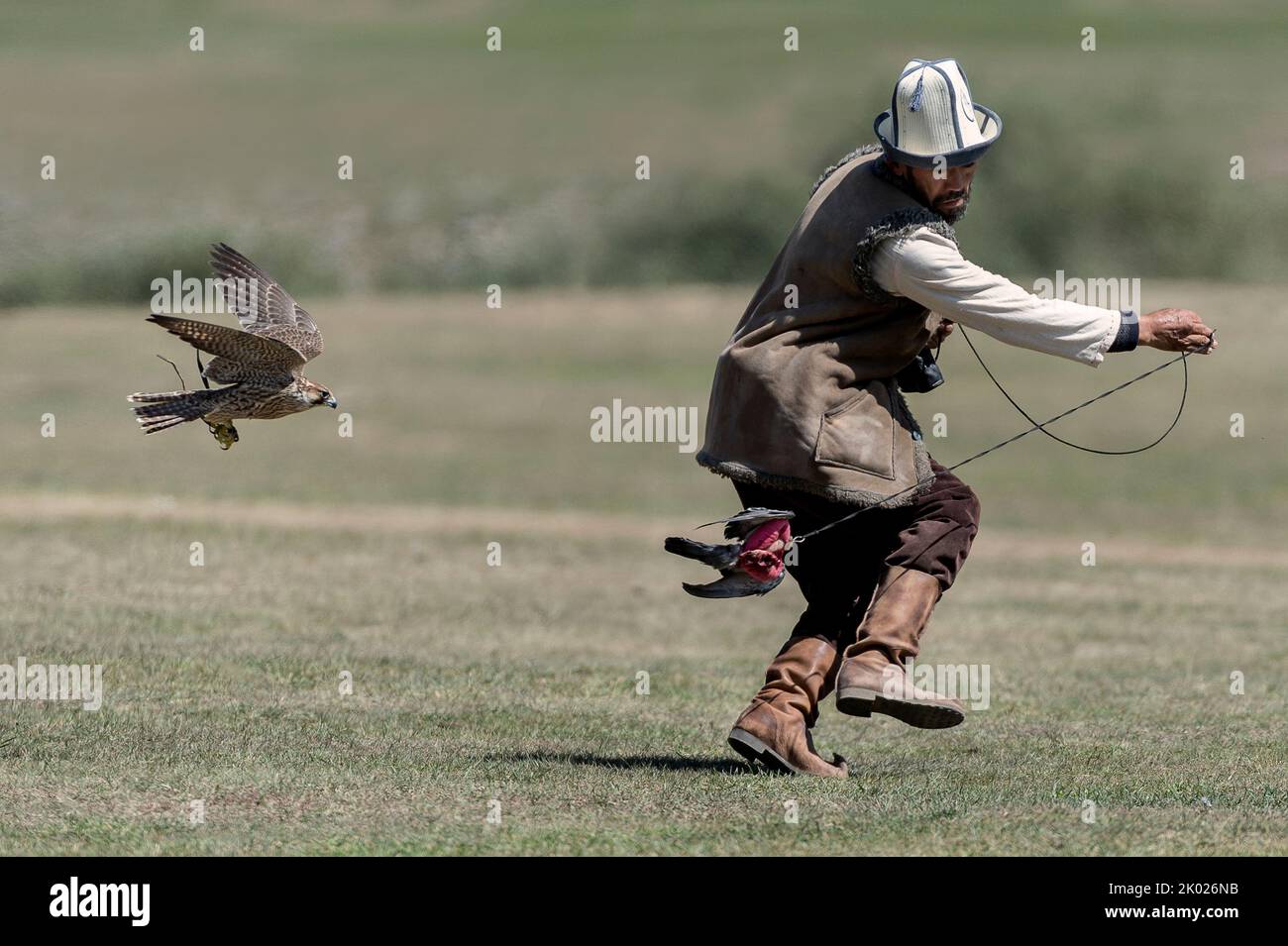 Saker falcon in flight during the Salburun falconry competitions on the ...